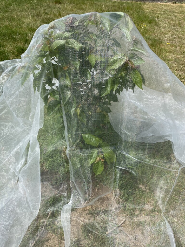 Insectengaas voor de moestuin en fruitboomgaard - Puur-Koken.nl